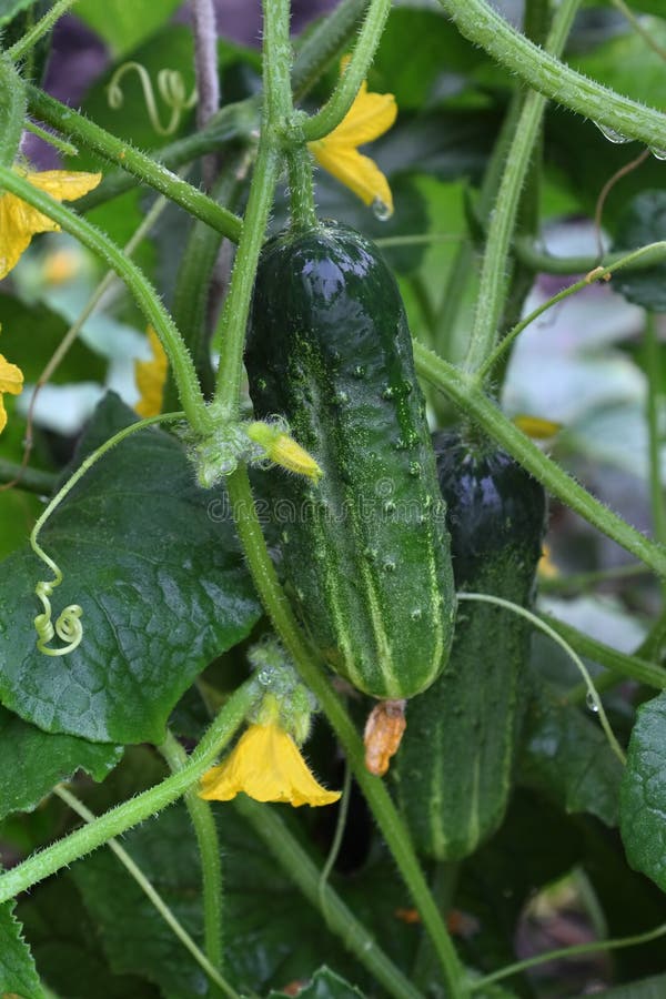 Cucumber stock image. Image of green, chopped, healthy - 16538885