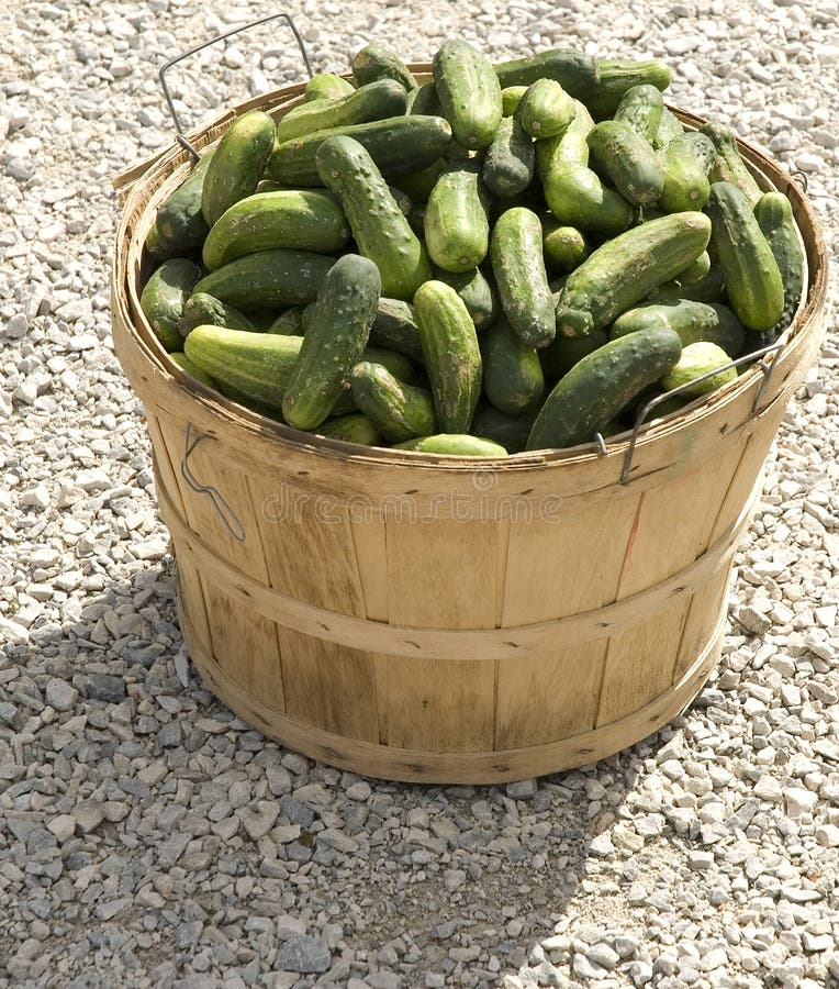 Cucumber stock photo. Image of harvest, cucumbers, market - 3196660