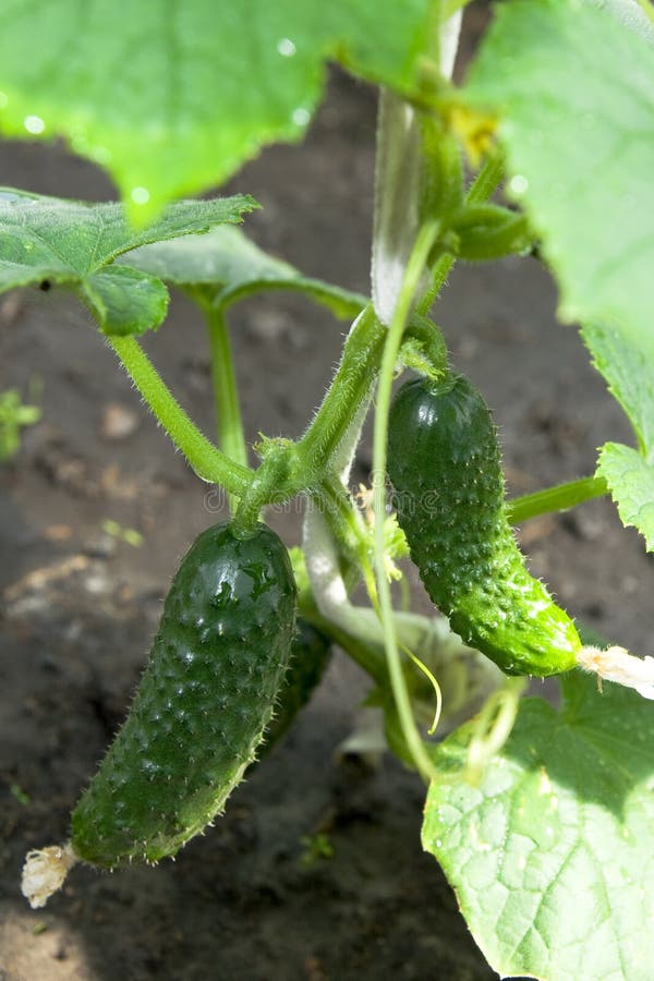 Cucumber stock image. Image of vine, plant, fresh, vegetable - 1064513