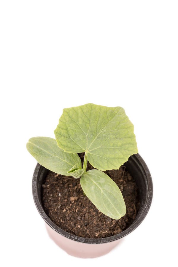 Plant in hand stock photo. Image of botany, flower, branch - 3974880