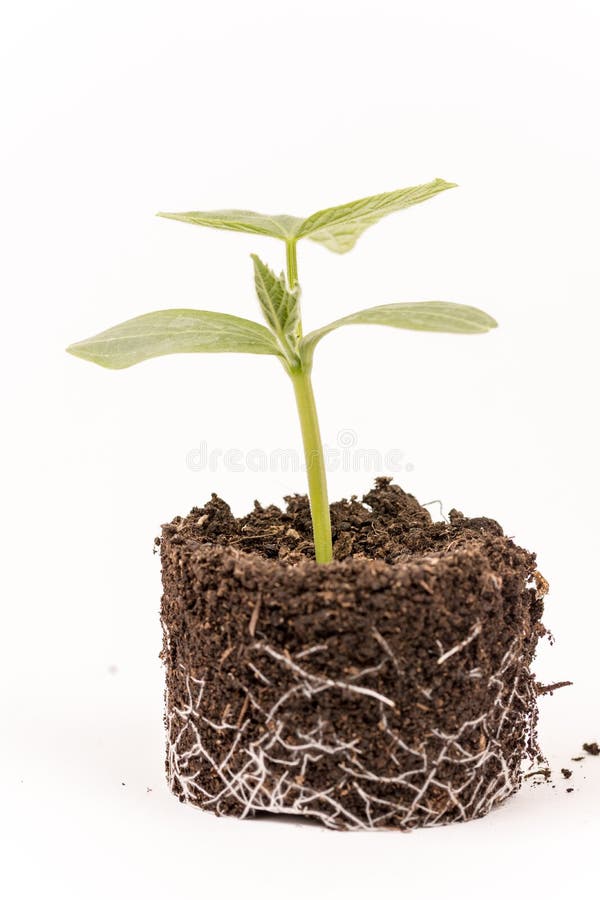 Plant in hand stock photo. Image of botany, flower, branch - 3974880