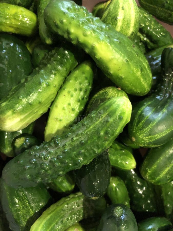 Cucumber Background Cucumber Harvest. Many Cucumbers Stock Image ...