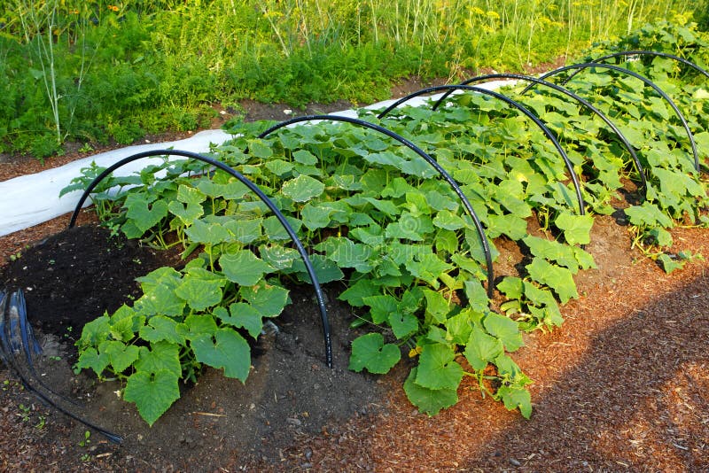 Organic Vegetable Garden Bed Stock Image - Image of health, green: 18733837