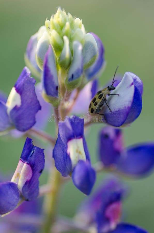 An Insect Sitting on the Petal of a Blue Lupine. Stock Image - Image of ...