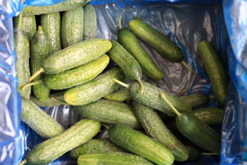 Cucumber in box stock photo. Image of arrangement, peel - 130101858