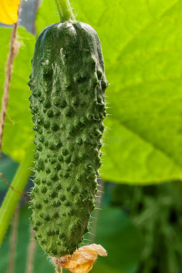 Cucumber on a Branch Growing in a Greenhouse Stock Photo - Image of ...