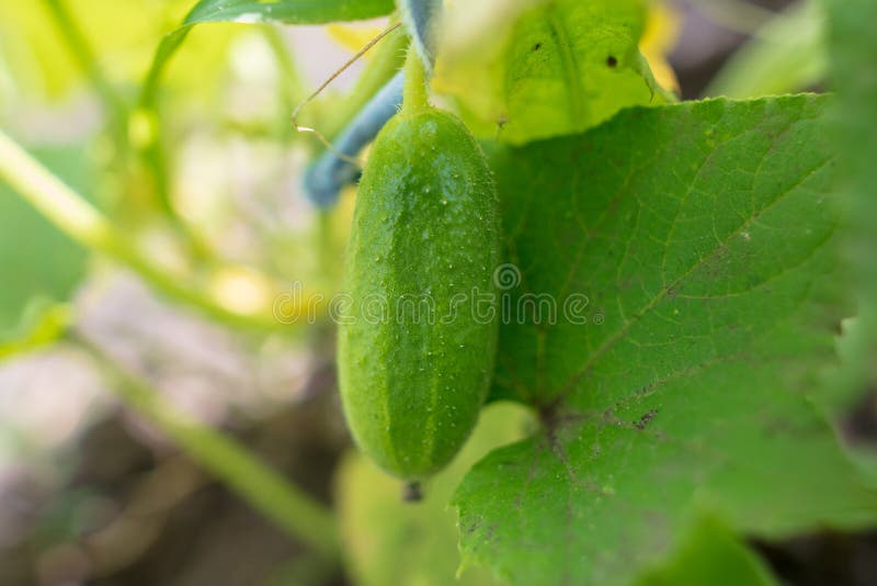 Cucumber On A Bush In The Garden Stock Image Image Of Cucumbers