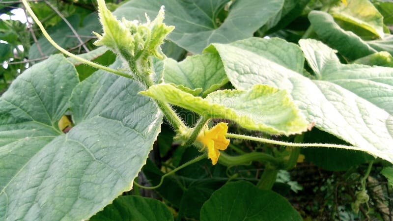 Cucumber Creeper Plant And Flower Stock Image - Image of cultivars ...