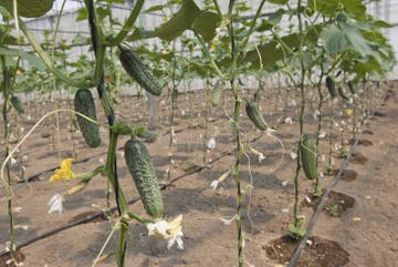 Cucumber crop stock photo. Image of natural, field, vitamin - 19722638