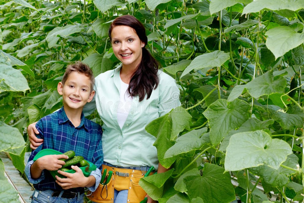 Cucumber crop stock photo. Image of agriculture, lifestyle - 23869036