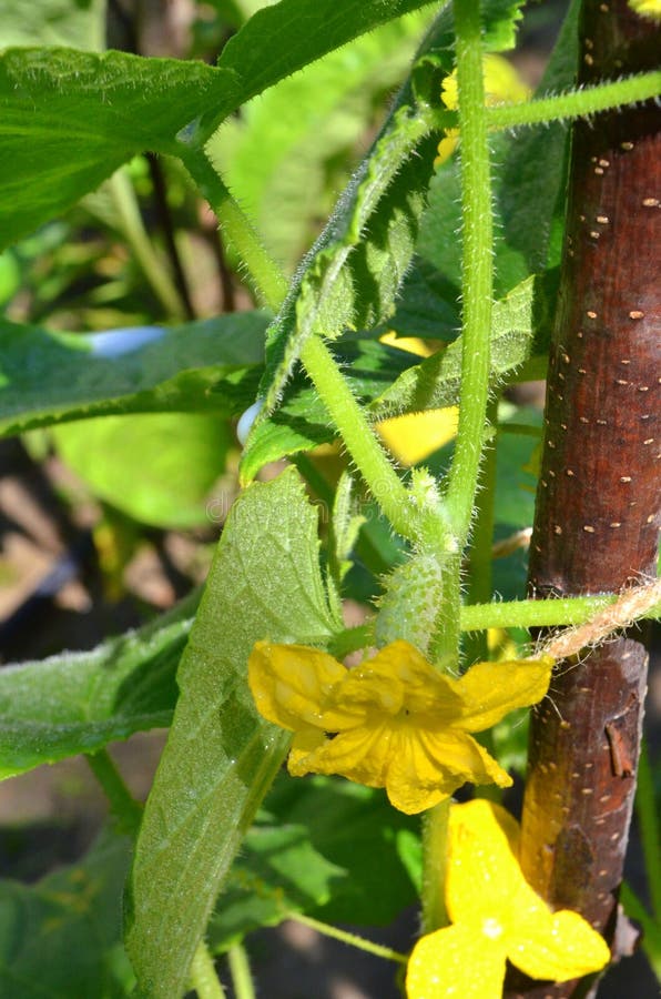 Cucumber crop stock image. Image of shadow, vegetable - 43847731