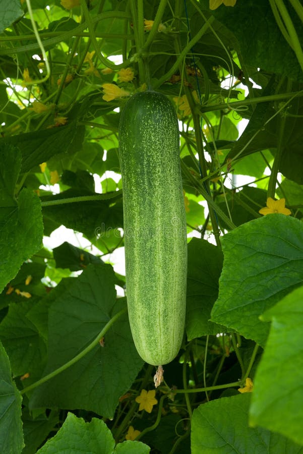 Cucumber crop stock image. Image of harvest, consumption - 46132481