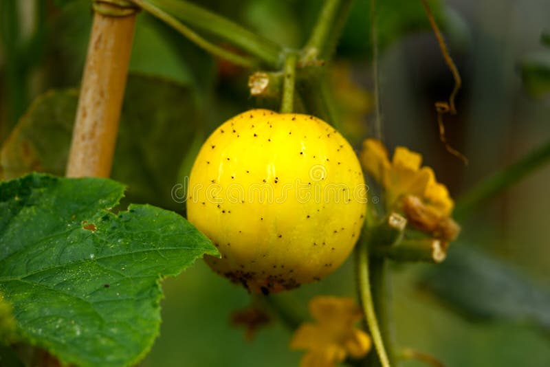 Cucumber Crystal Lemon Fruit Growing in Summer Kitchen Garden Stock ...
