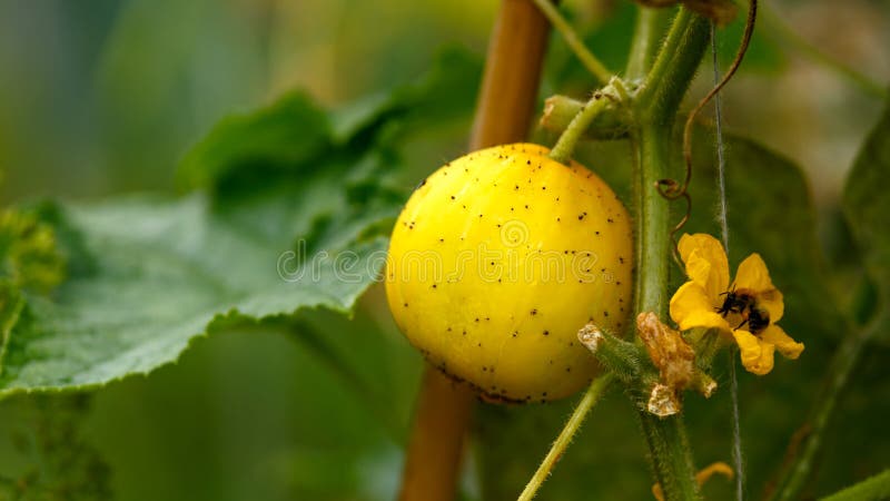 Cucumber Crystal Lemon Fruit Growing in Summer Kitchen Garden Stock ...