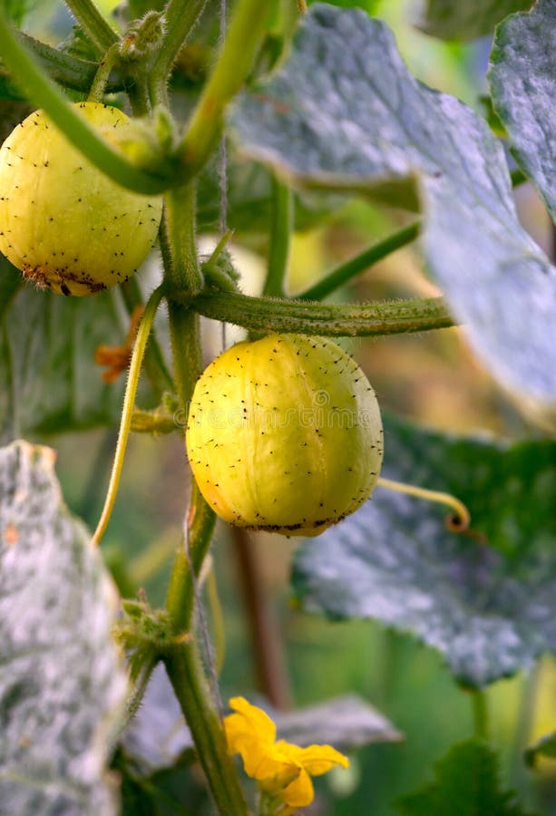 Cucumber Crystal Lemon Fruit Growing in Summer Kitchen Garden Stock ...