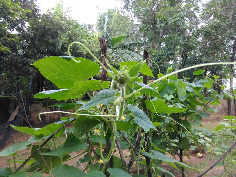 Greencucumbertree Stock Photos - Free & Royalty-Free Stock Photos from ...