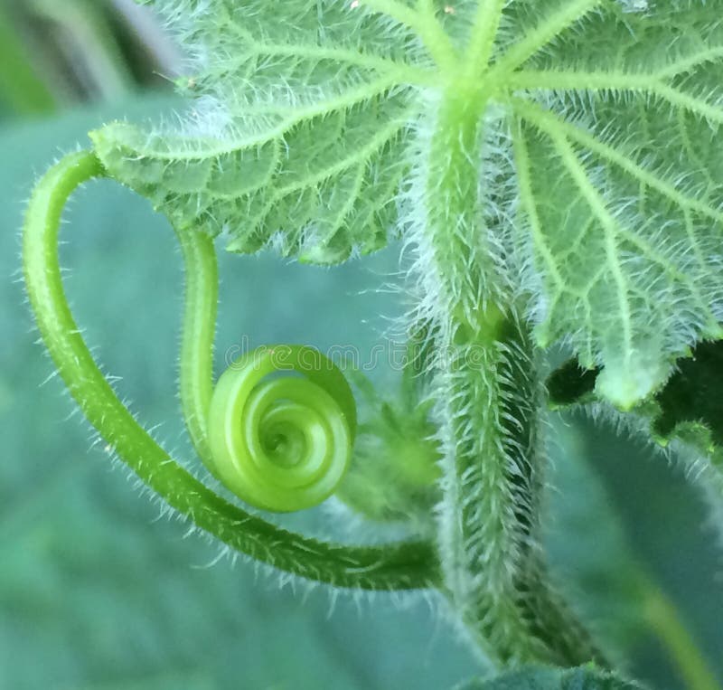 Cucumber Curl stock photo. Image of green, summer, spring - 75190098