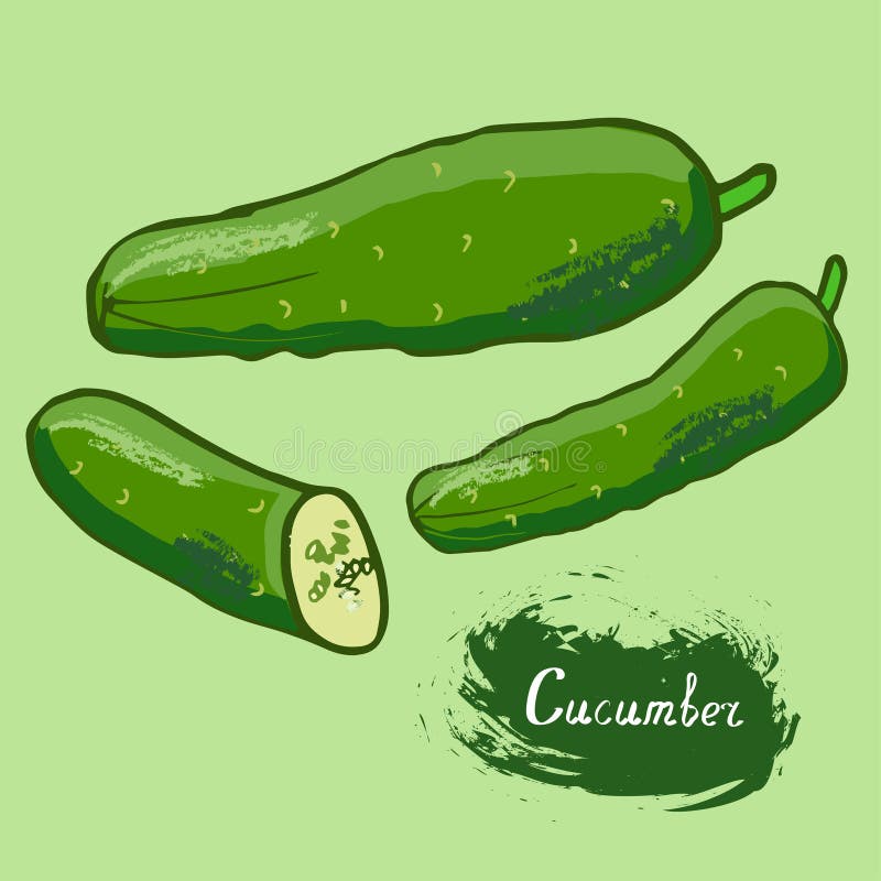 Cucumber drawn vector stock vector. Illustration of slice - 72851354