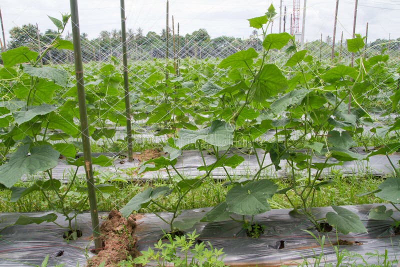 Cucumber farm stock photo. Image of land, nature, agriculture - 45672480