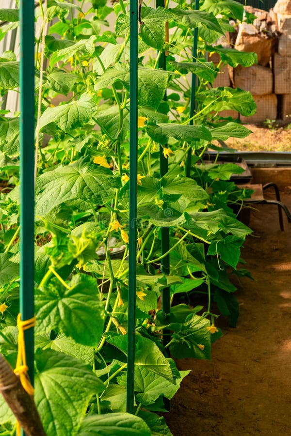 Cucumber Farm Inside DIY Greenhouse Stock Photo - Image of horticulture ...