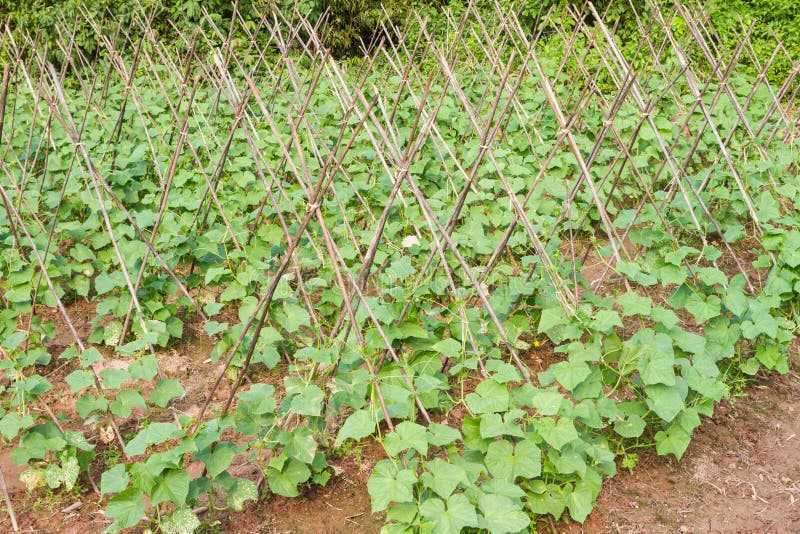 Cucumber farm stock image. Image of land, farm, grow - 45672483