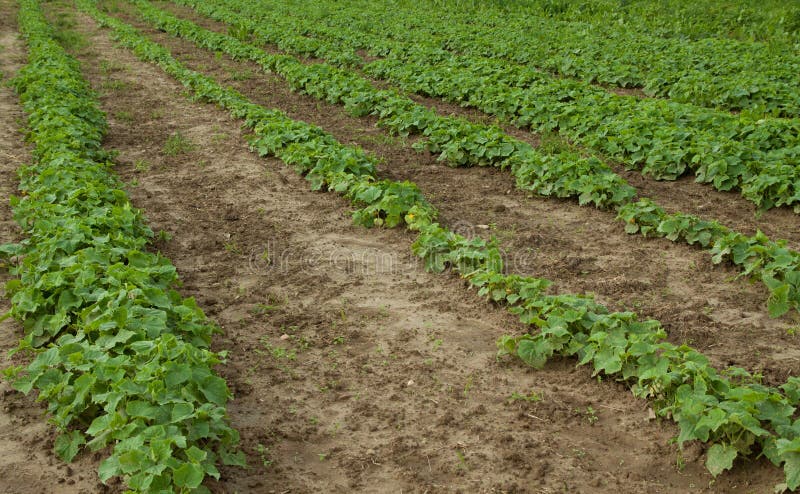 Cucumber on field stock image. Image of food, cucumber - 24370869