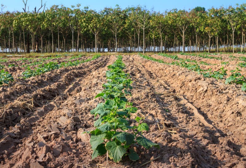 Cucumber field stock photo. Image of organic, rubber - 39316904