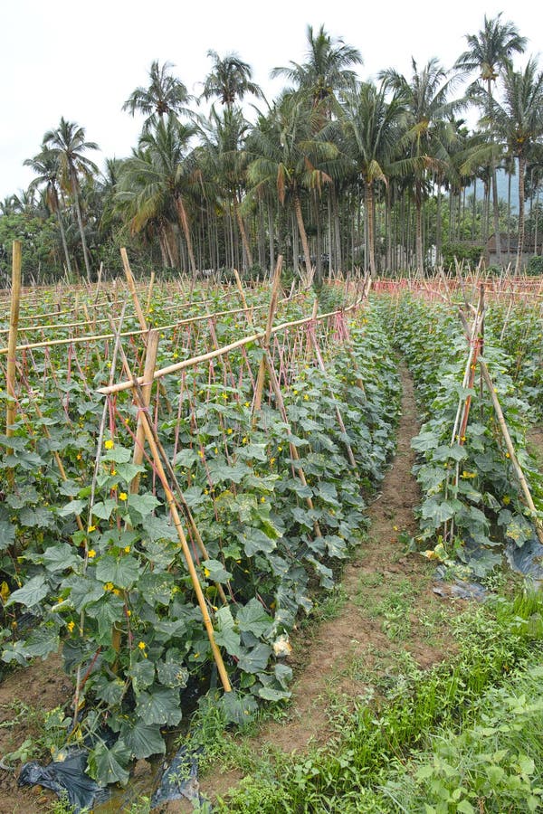 Cucumber field stock image. Image of crop, cucumis, field - 39585853