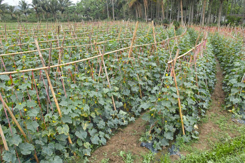 Cucumber field stock photo. Image of field, growing - 130059364