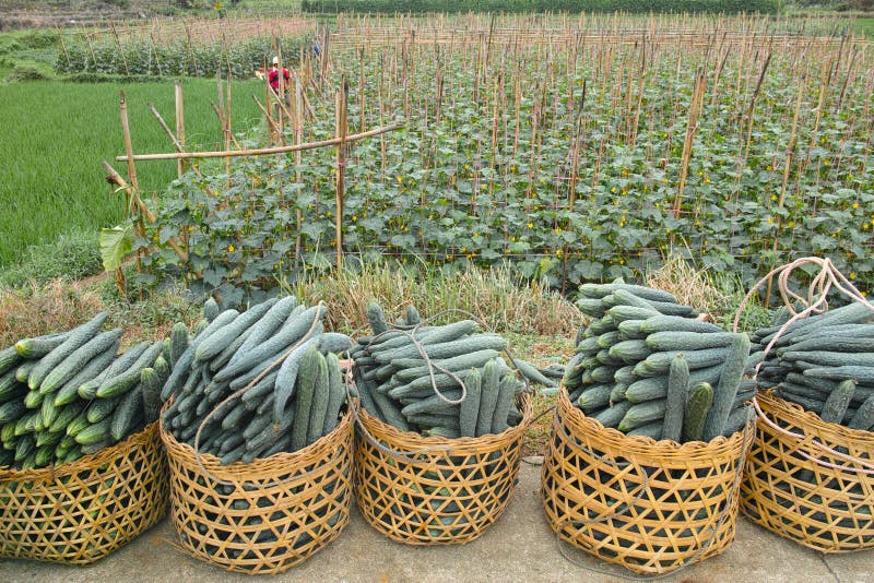 Cucumber field stock image. Image of crop, cucumis, field - 39585853