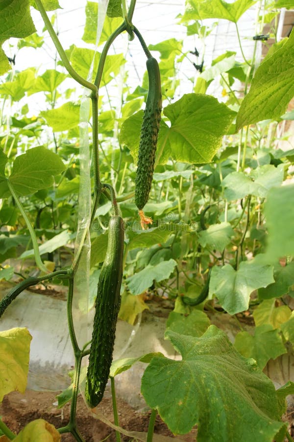 Cucumber field stock image. Image of crop, cucumis, field - 39585853
