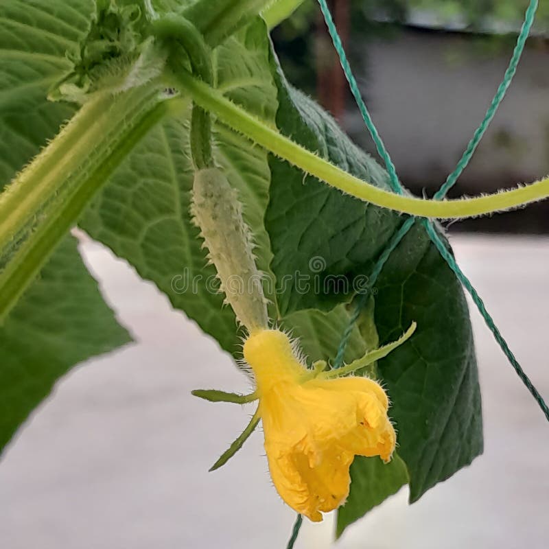 Cucumber with flower stock image. Image of cucumber - 277502507