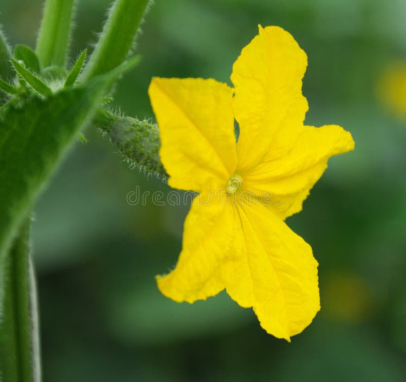 Cucumber Flower Buds on Thick Green Stem Growing Over Closed Umbel of ...