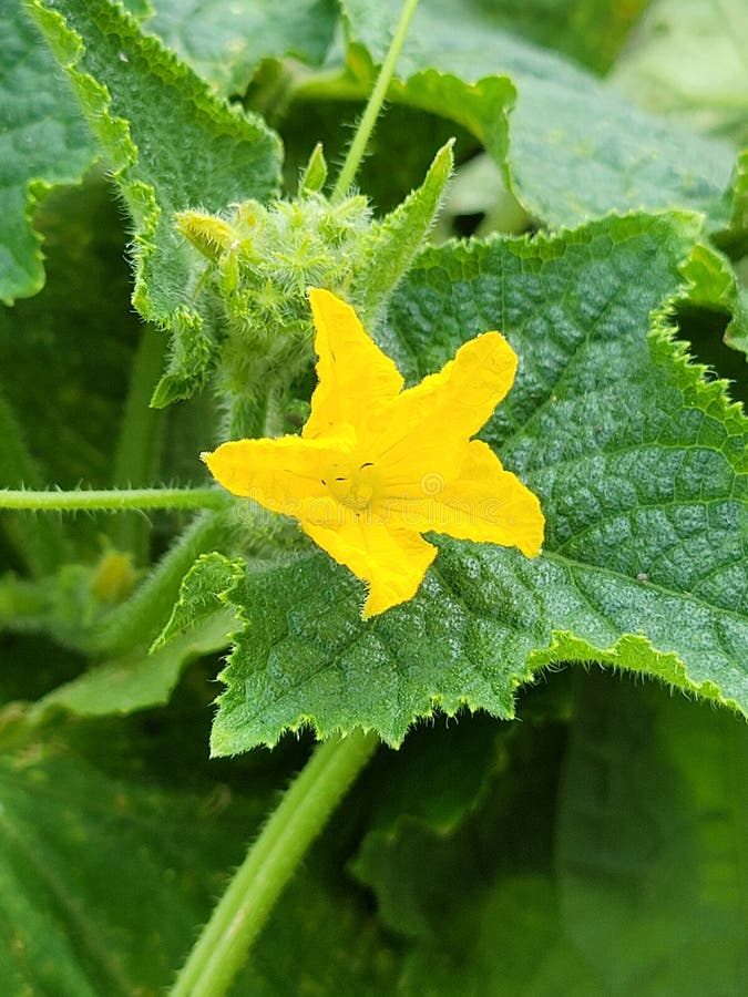 Cucumber Flower. Blooming Cucumber in the Garden Stock Photo - Image of ...