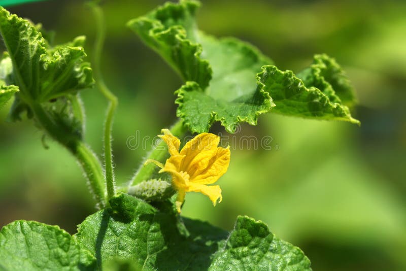Cucumber Flower Buds on Thick Green Stem Growing Over Closed Umbel of ...