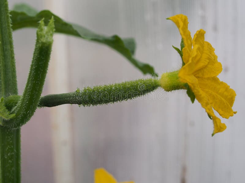 Cucumber Flower Bud. Large Flower Yellow Stock Photo - Image of ...