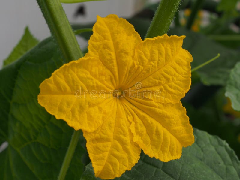 Cucumber Flower Bud. Large Flower Yellow Stock Image - Image of food ...