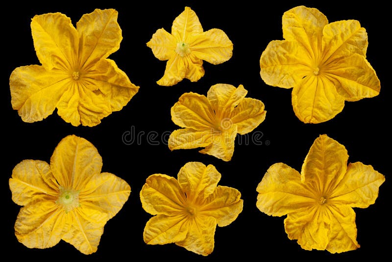 Cucumber Flower Buds on Thick Green Stem Growing Over Closed Umbel of ...