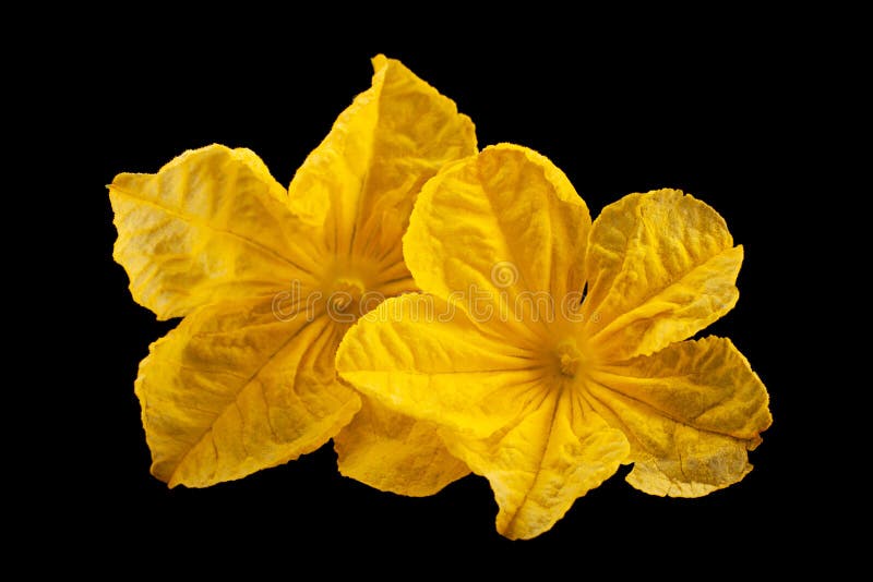 Cucumber Flower Buds on Thick Green Stem Growing Over Closed Umbel of ...