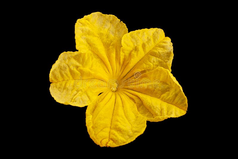 Cucumber Flower Buds on Thick Green Stem Growing Over Closed Umbel of ...