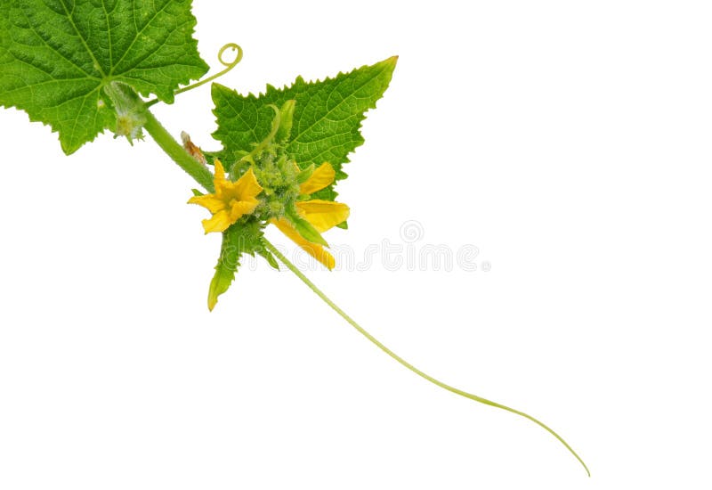 Cucumber Flower Buds on Thick Green Stem Growing Over Closed Umbel of ...