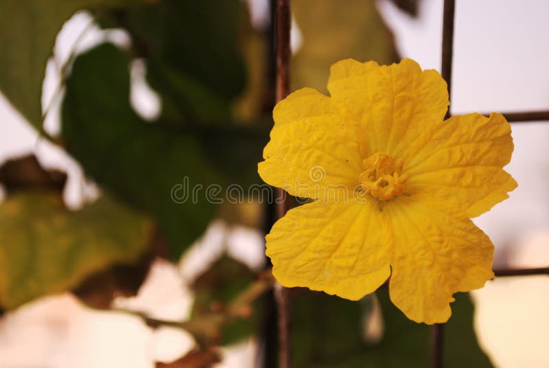 Cucumber Flower (Male) stock photo. Image of yellow, cucmberflower ...