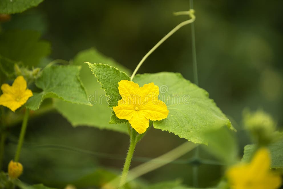 Cucumber flowering. stock photo. Image of flowers, yellow - 352667350