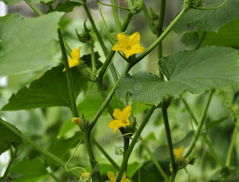 Cucumber flowers stock image. Image of organic, ingredient - 15259515