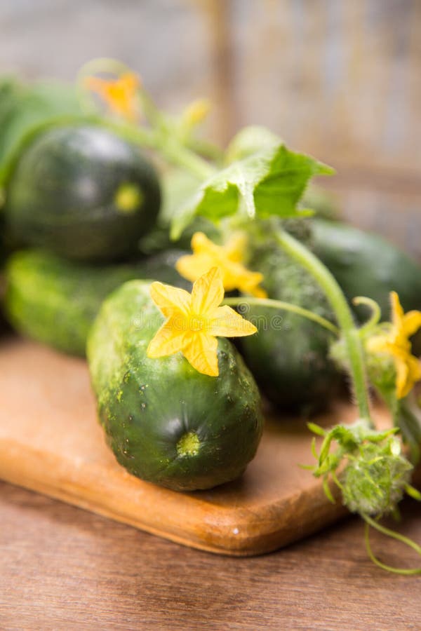 Cucumber with flowers stock photo. Image of full, refreshment - 57935924