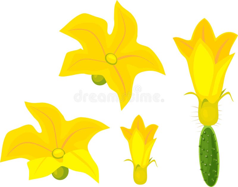 Cucumber flowers stock vector. Illustration of yellow - 72845076