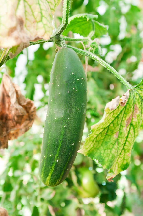 Cucumber stock photo. Image of agricultural, nature, botany - 68143264