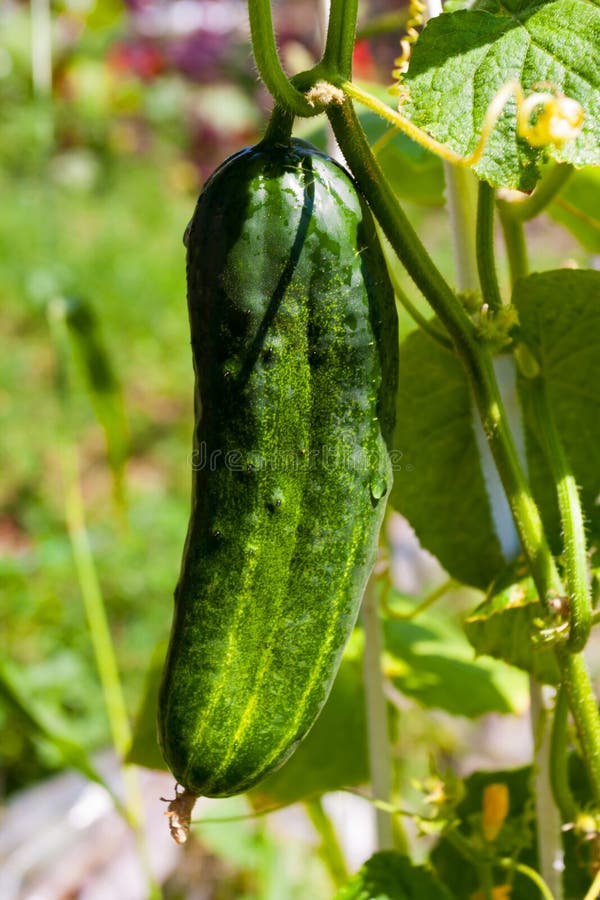 Cucumber stock photo. Image of farm, food, healthy, closeup - 31015226