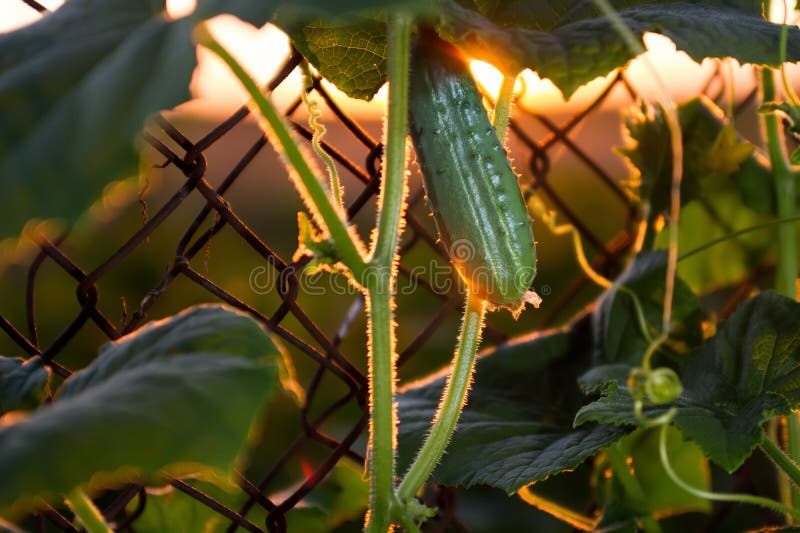 Cucumber in the Garden in the Evening Light. Stock Photo - Image of ...