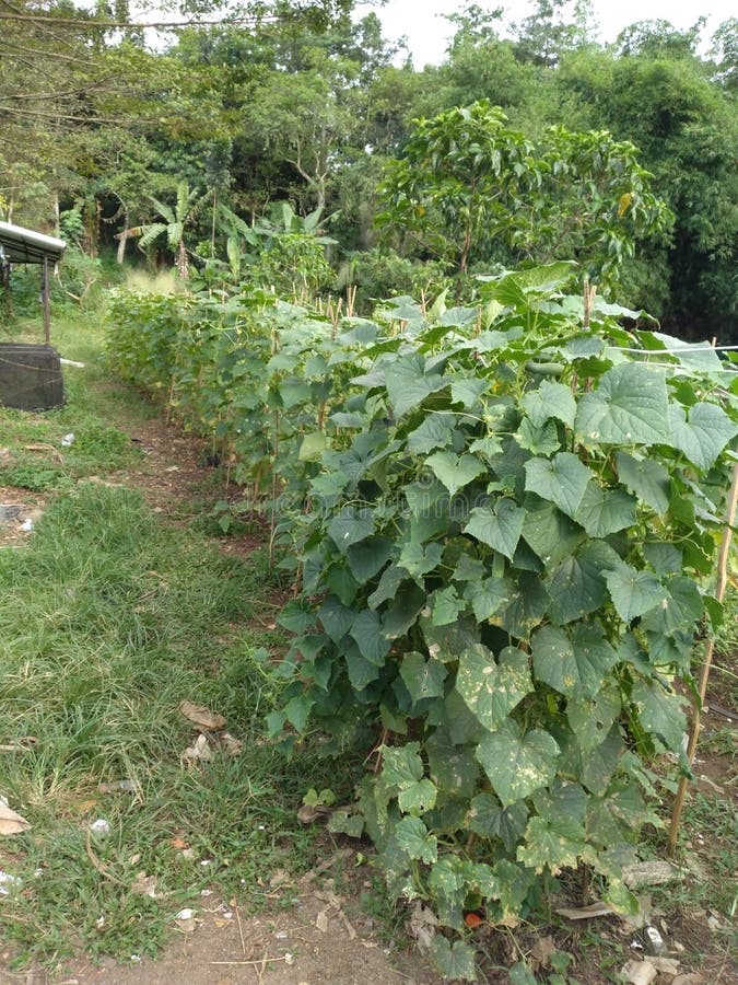 Cucumber Garden in Nagrak Cibubur Stock Photo - Image of garden ...